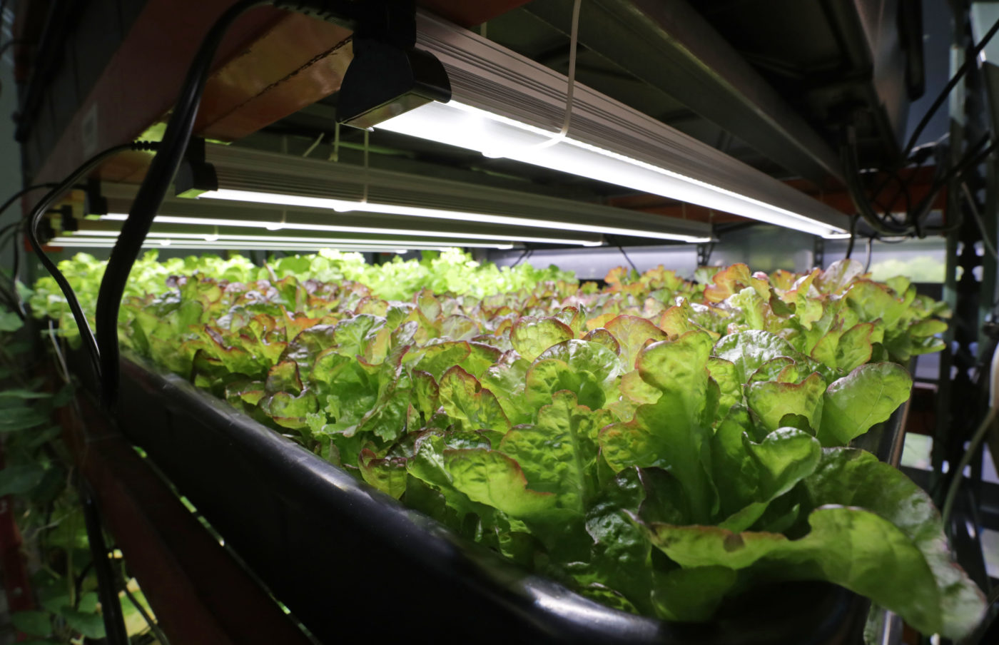 Local startup making high-tech gardens grow